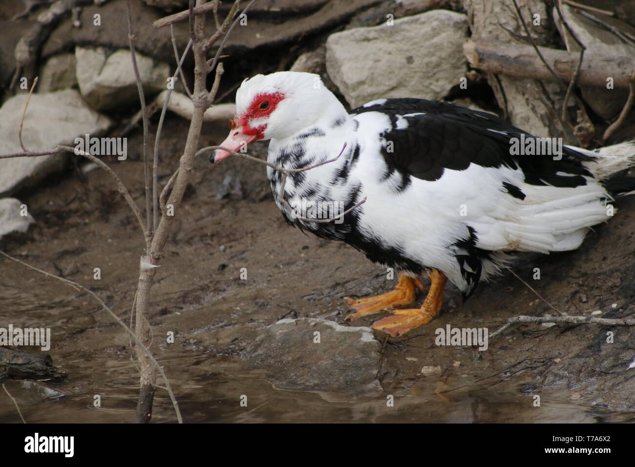 Male muscovy duck with raised wings hi-res stock photography and images ...