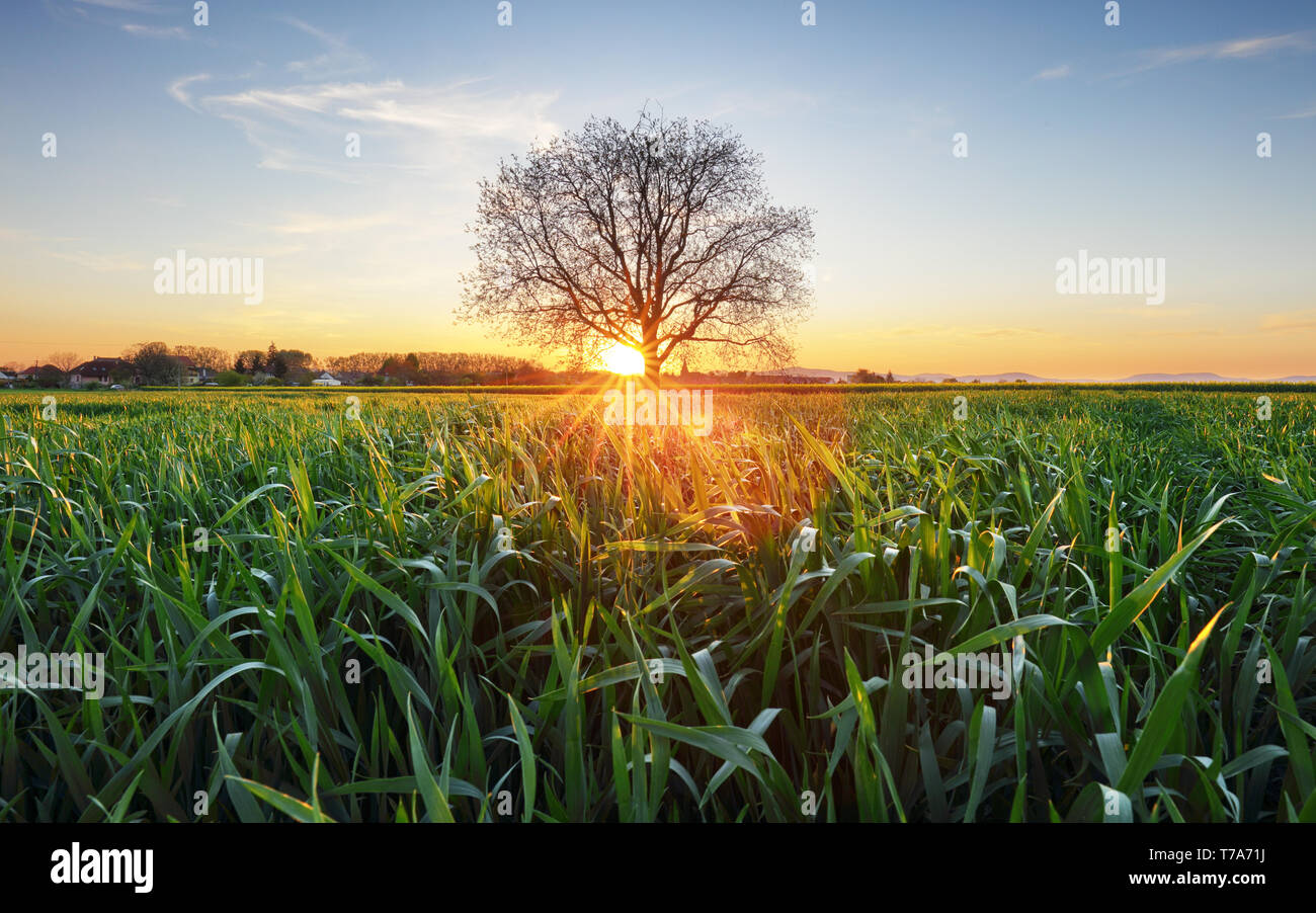 Green field at sunset with tree Stock Photo - Alamy