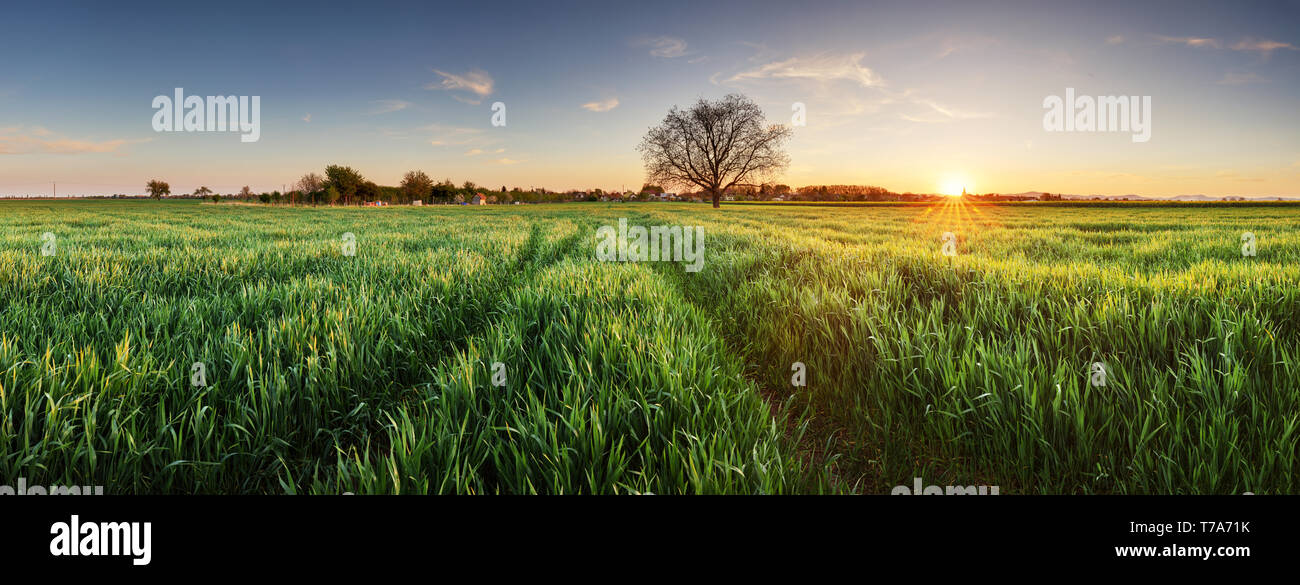 Wheat field at sunset, panorama Stock Photo - Alamy