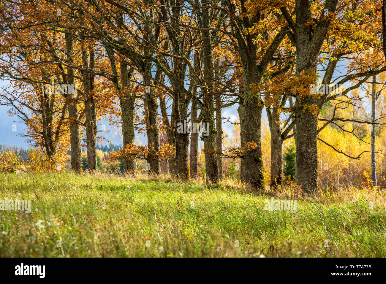 autumn colored golden tree leaves in nature in sunny day in fall Stock ...