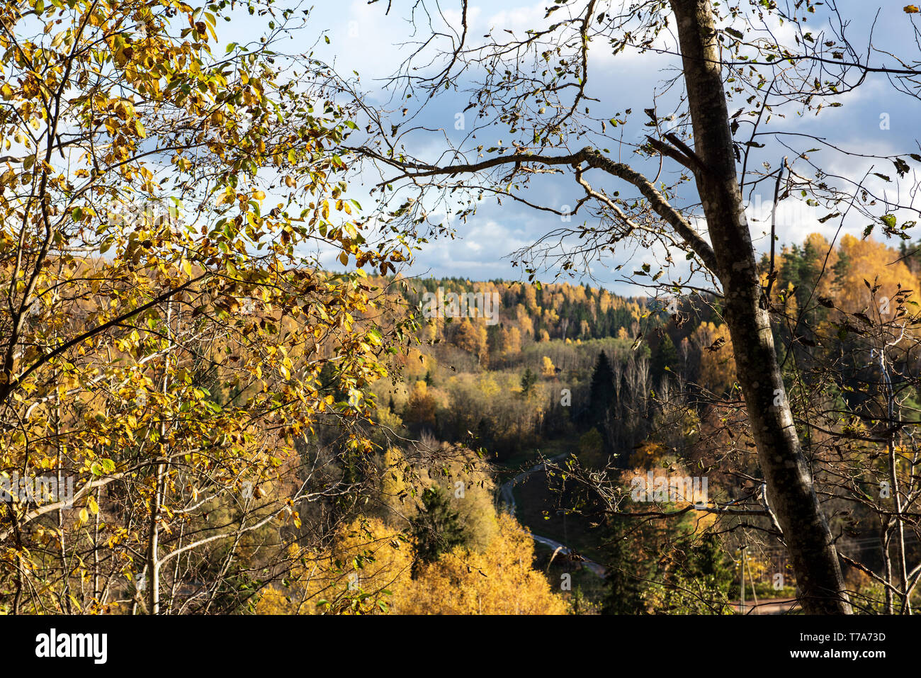 autumn colored golden tree leaves in nature in sunny day in fall Stock ...