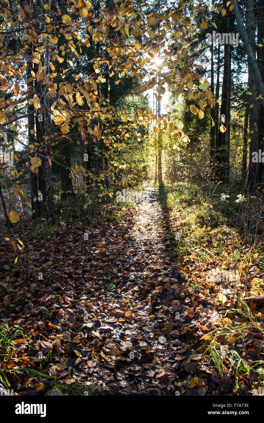 autumn colored golden tree leaves in nature in sunny day in fall Stock ...