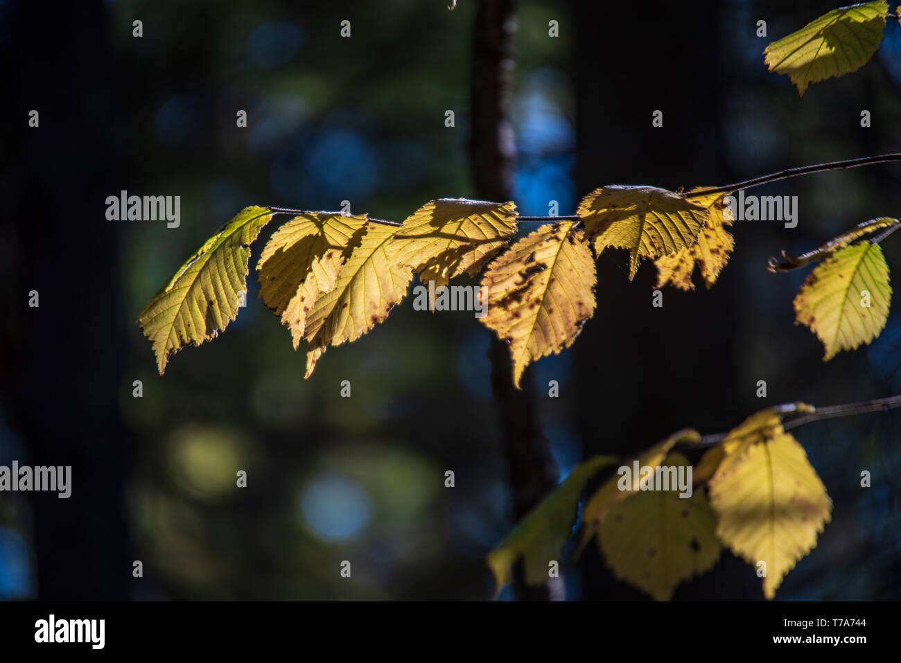 autumn colored golden tree leaves in nature in sunny day in fall Stock ...