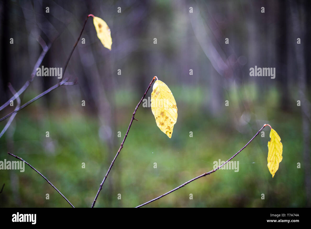autumn colored golden tree leaves in nature in sunny day in fall Stock ...