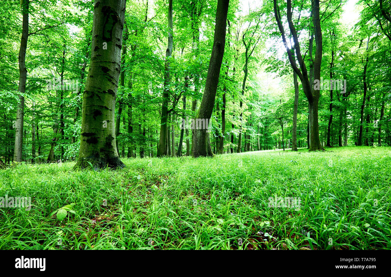 Green forest and grass with tree at rain Stock Photo - Alamy
