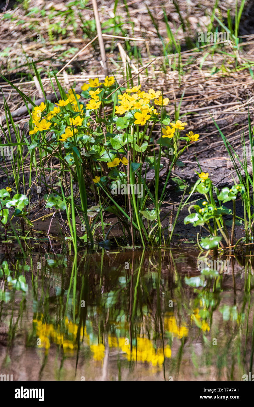 yellow spring flowers blooming on the shore of river forest background ...