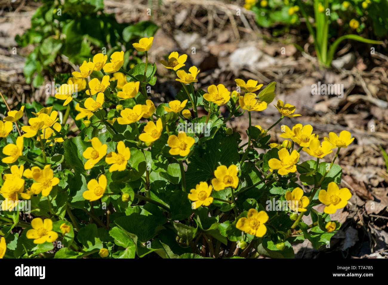 yellow spring flowers blooming on the shore of river forest background ...