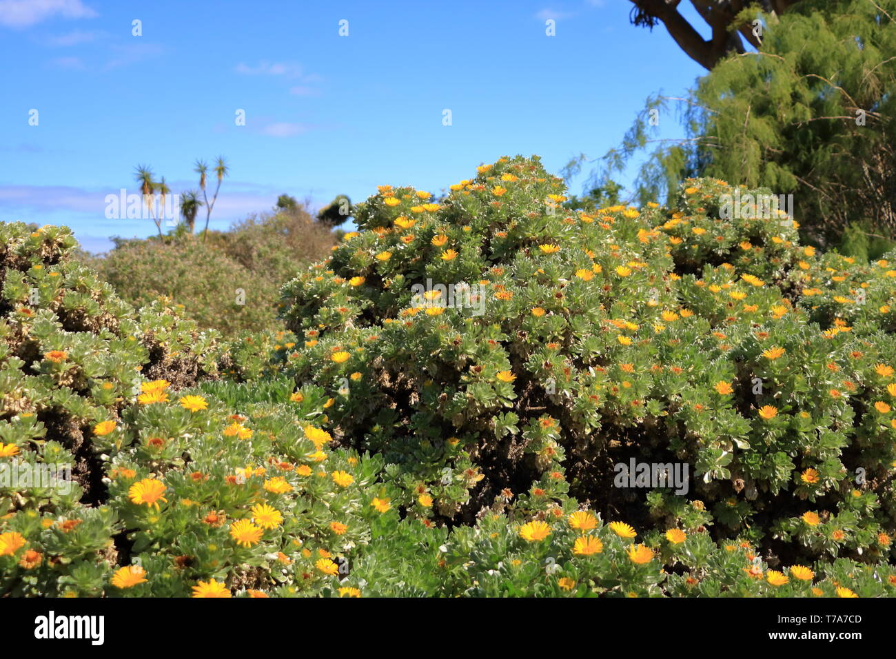 flowering Asteriscus sericeus a natural floral background Stock Photo ...