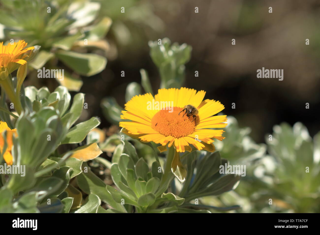 flowering Asteriscus sericeus a natural floral background Stock Photo ...