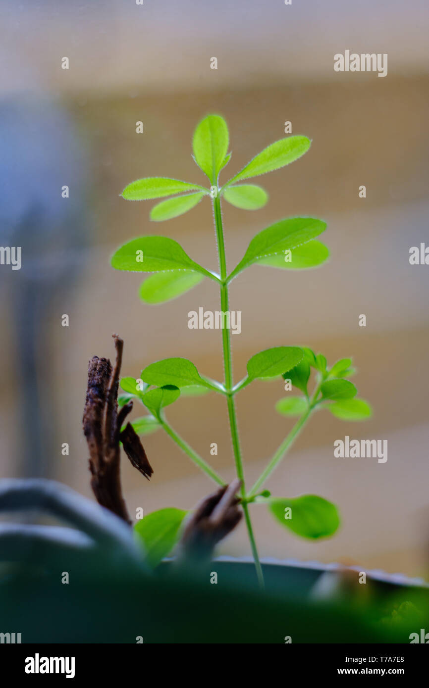 first fresh green grass sprouts in spring making their way out of soil ...