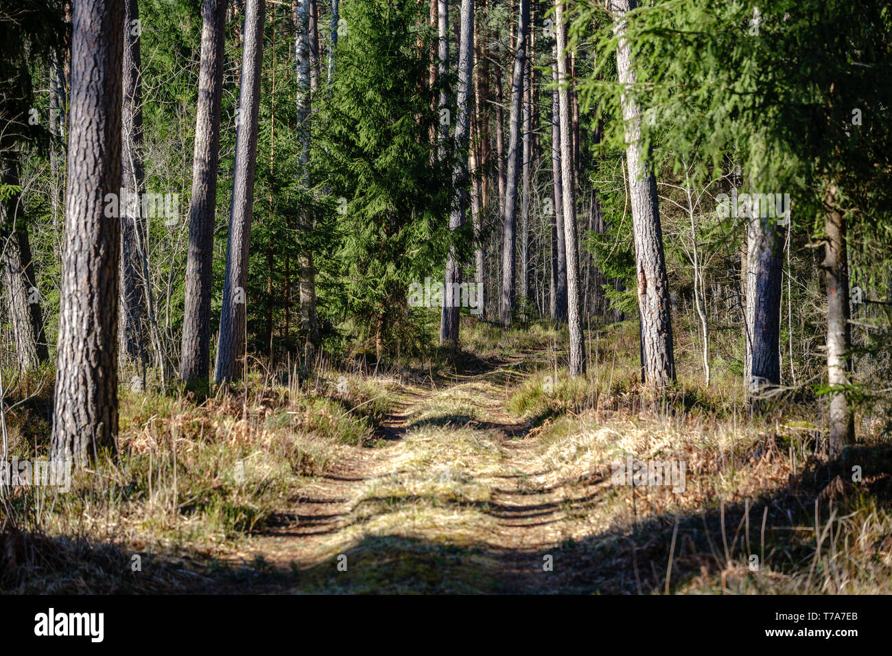 young fresh spring green spruce tree forest in sunny day with sun rays ...