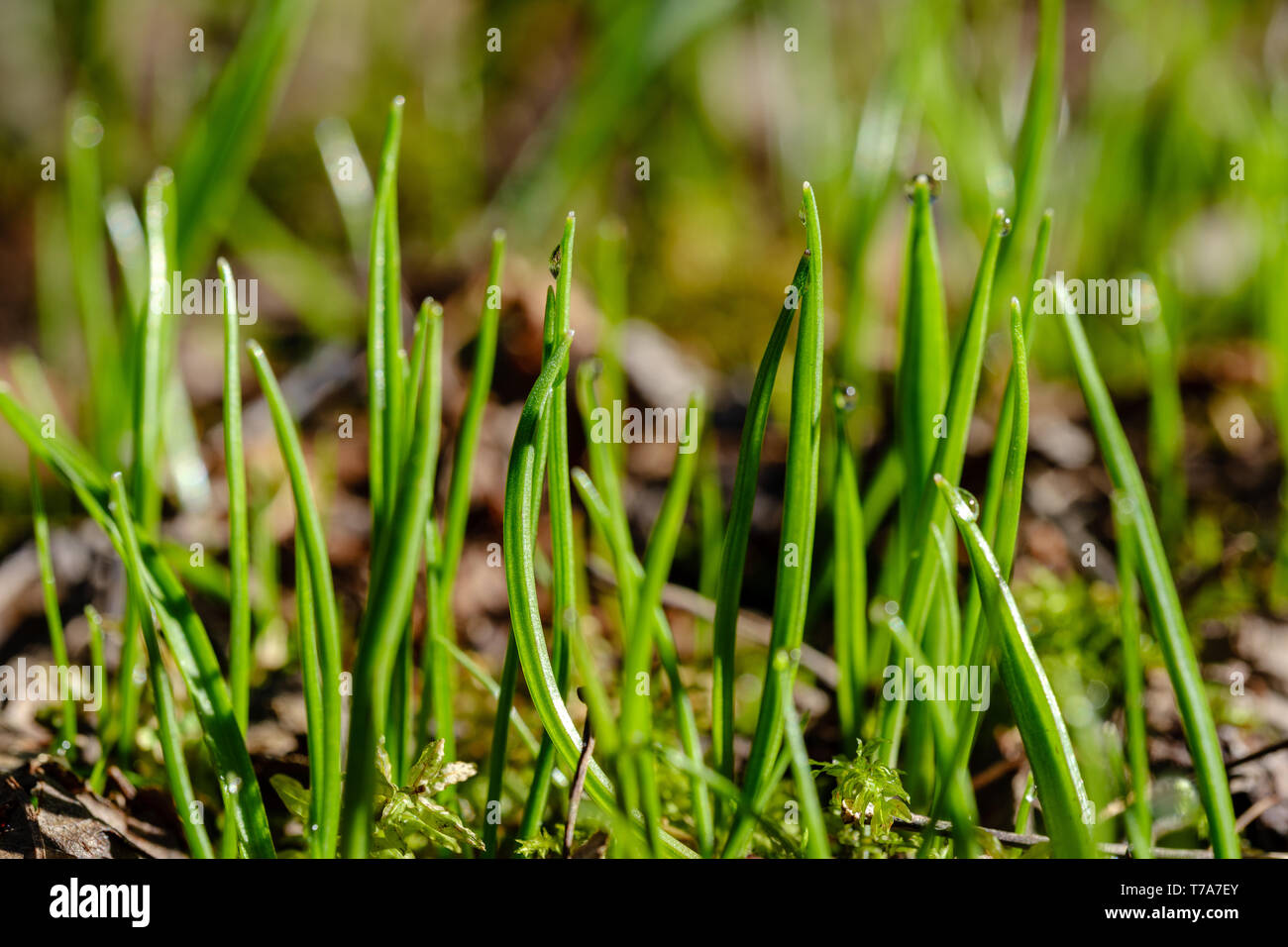 first fresh green grass sprouts in spring making their way out of soil ...