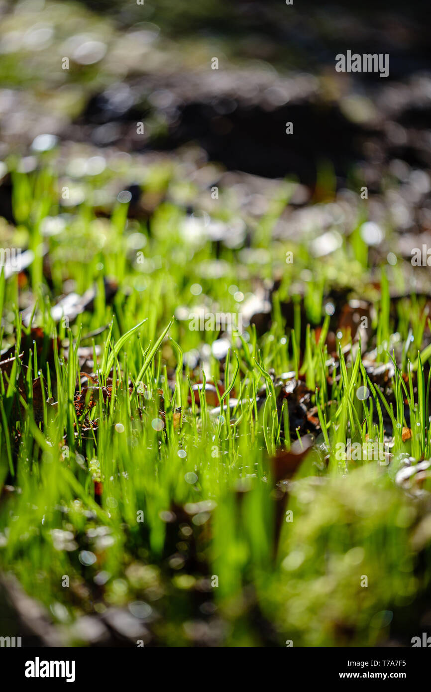 first fresh green grass sprouts in spring making their way out of soil ...