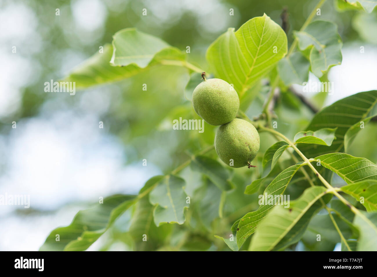 Walnut nuts in green husk on tree on natural background Stock Photo - Alamy