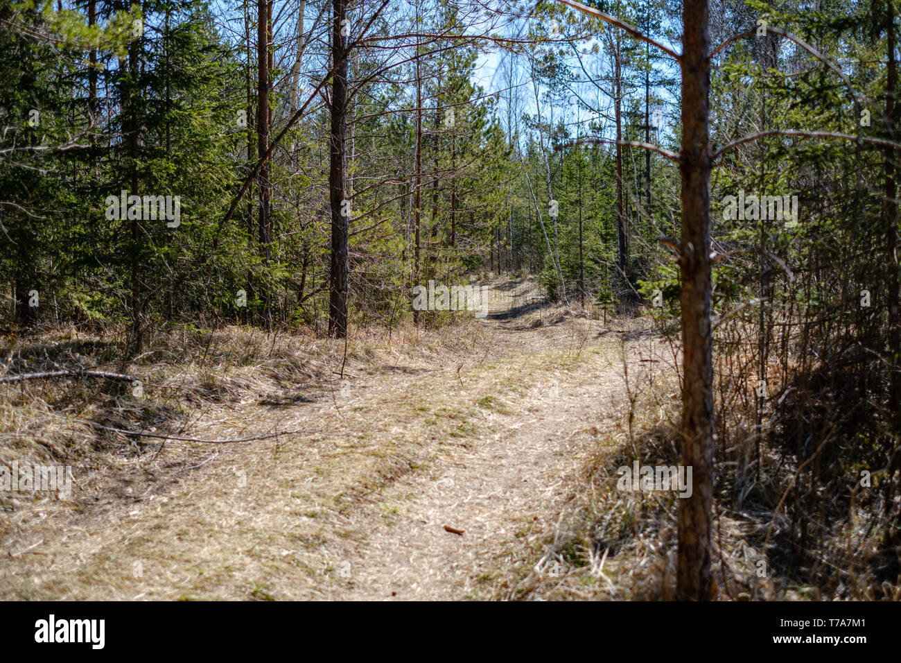 empty gravel dust road in forest with sun rays and shadows. early ...