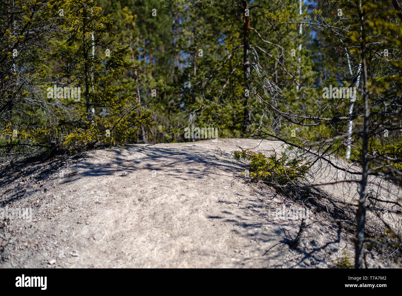 empty gravel dust road in forest with sun rays and shadows. early ...