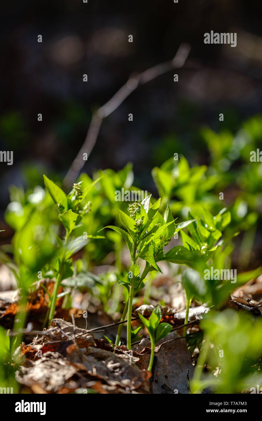 first fresh green grass sprouts in spring making their way out of soil ...
