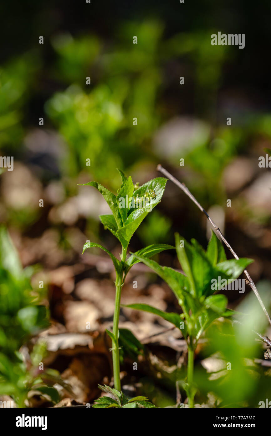 first fresh green grass sprouts in spring making their way out of soil ...