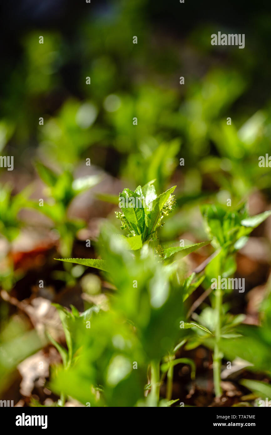 first fresh green grass sprouts in spring making their way out of soil ...