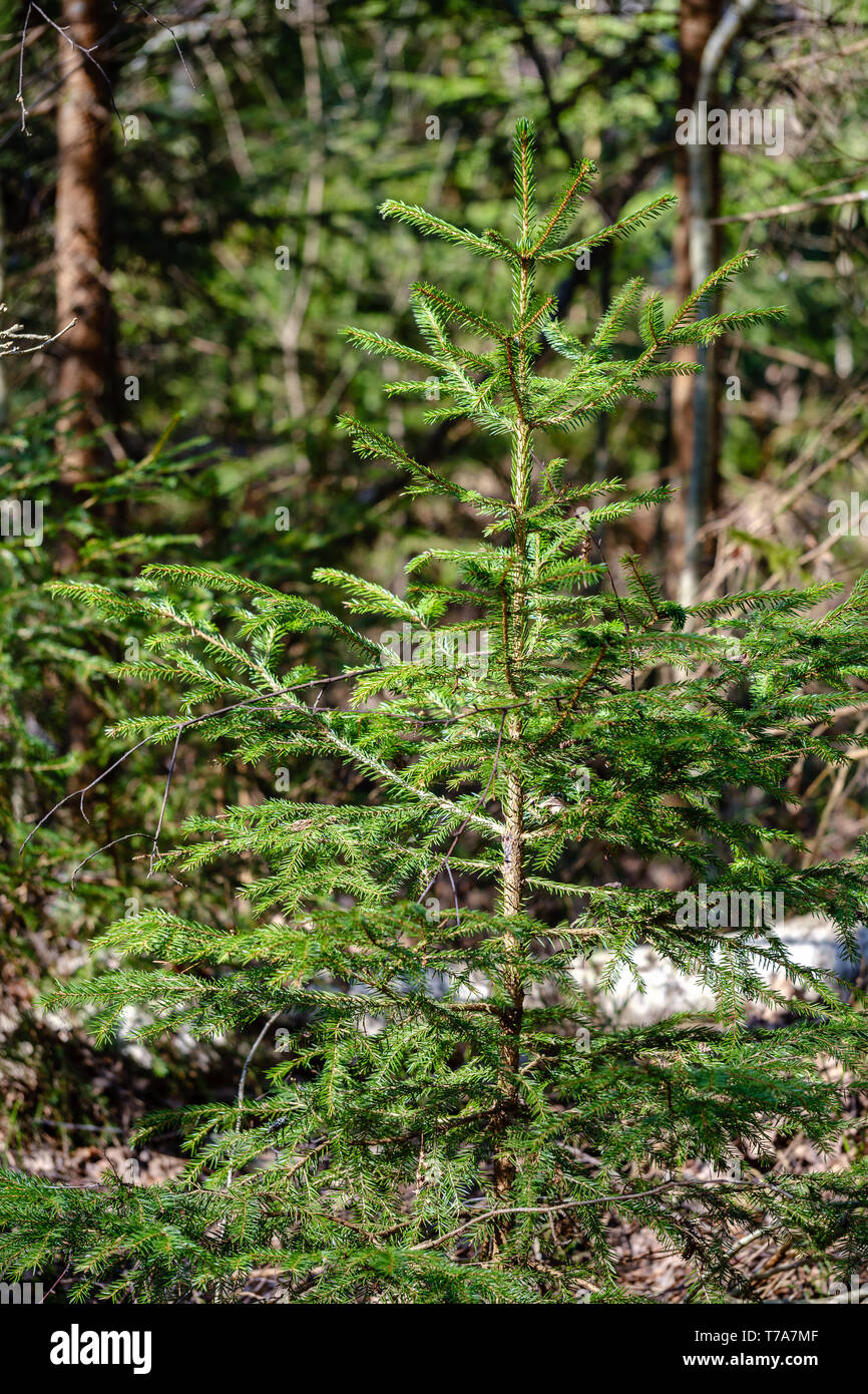 young fresh spring green spruce tree forest in sunny day with sun rays ...