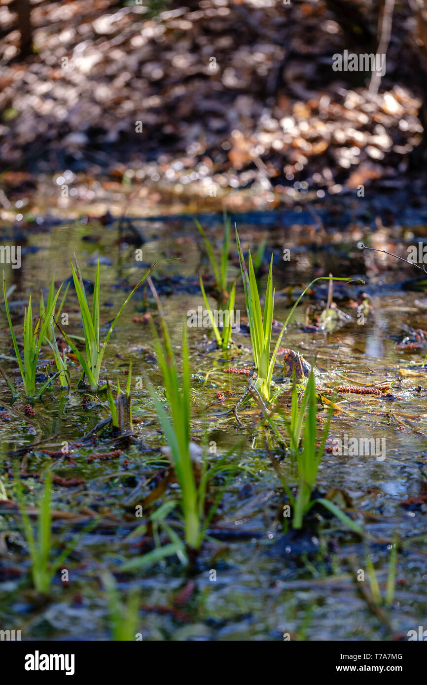 first fresh green grass sprouts in spring making their way out of soil ...