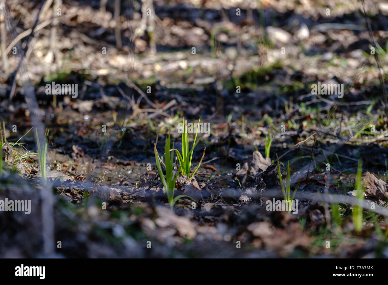 first fresh green grass sprouts in spring making their way out of soil ...