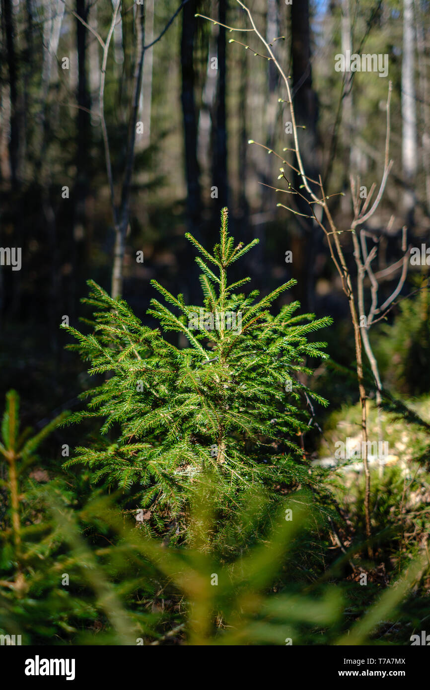 young fresh spring green spruce tree forest in sunny day with sun rays ...