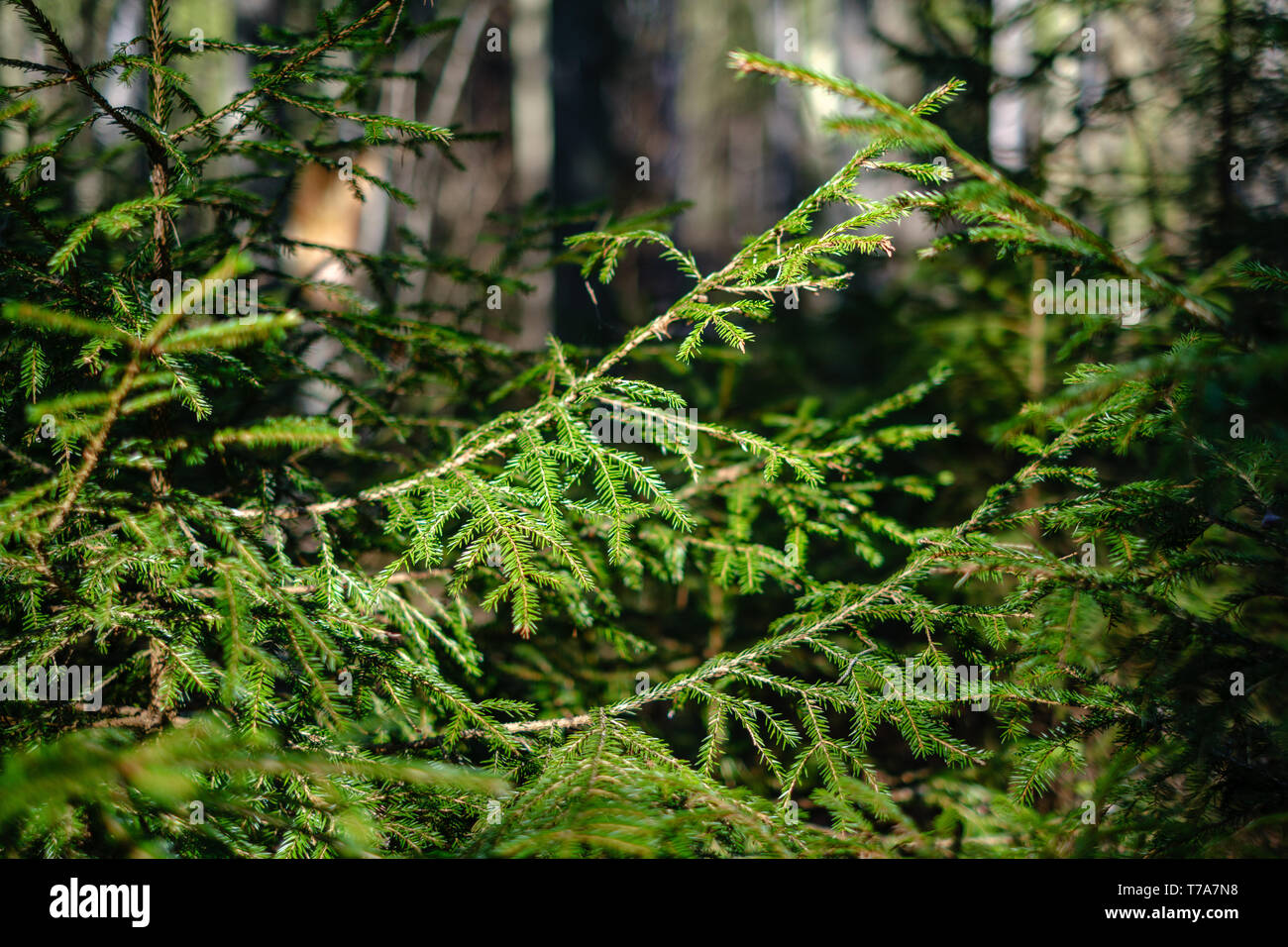 young fresh spring green spruce tree forest in sunny day with sun rays ...