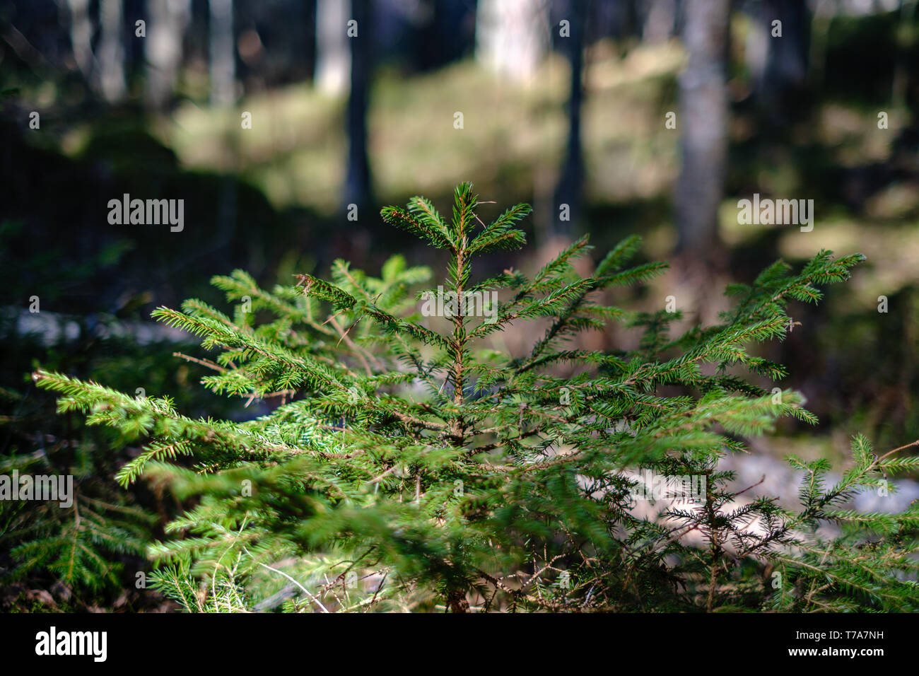 young fresh spring green spruce tree forest in sunny day with sun rays ...