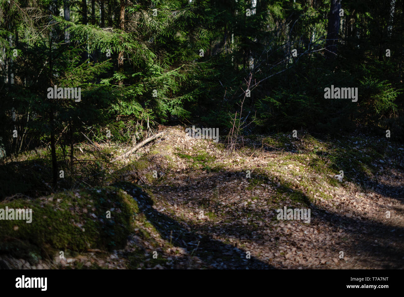 young fresh spring green spruce tree forest in sunny day with sun rays ...