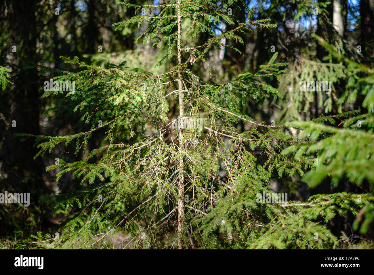 young fresh spring green spruce tree forest in sunny day with sun rays ...