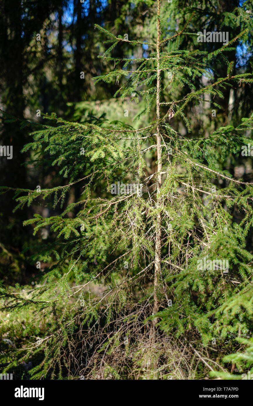 young fresh spring green spruce tree forest in sunny day with sun rays ...