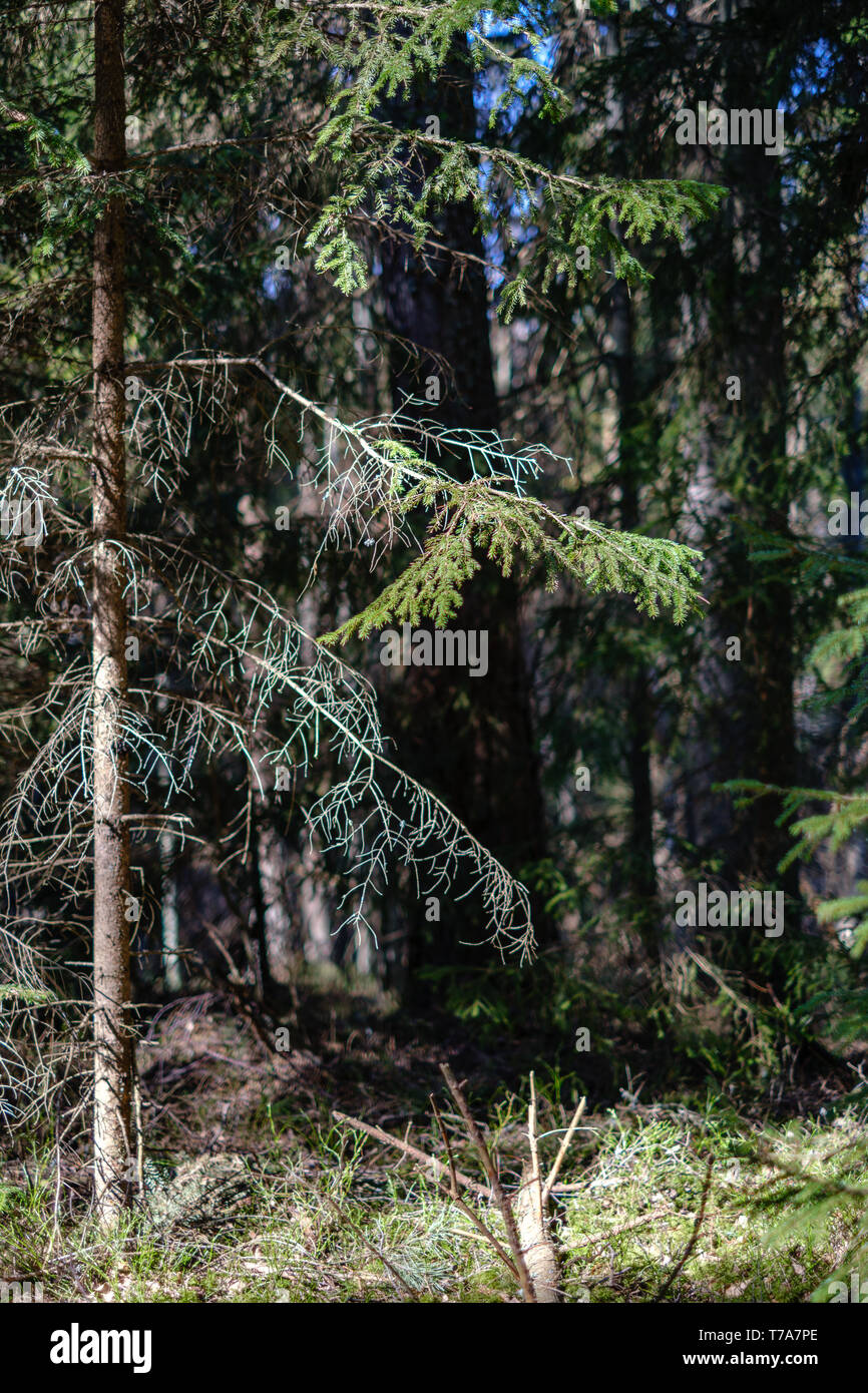 young fresh spring green spruce tree forest in sunny day with sun rays ...