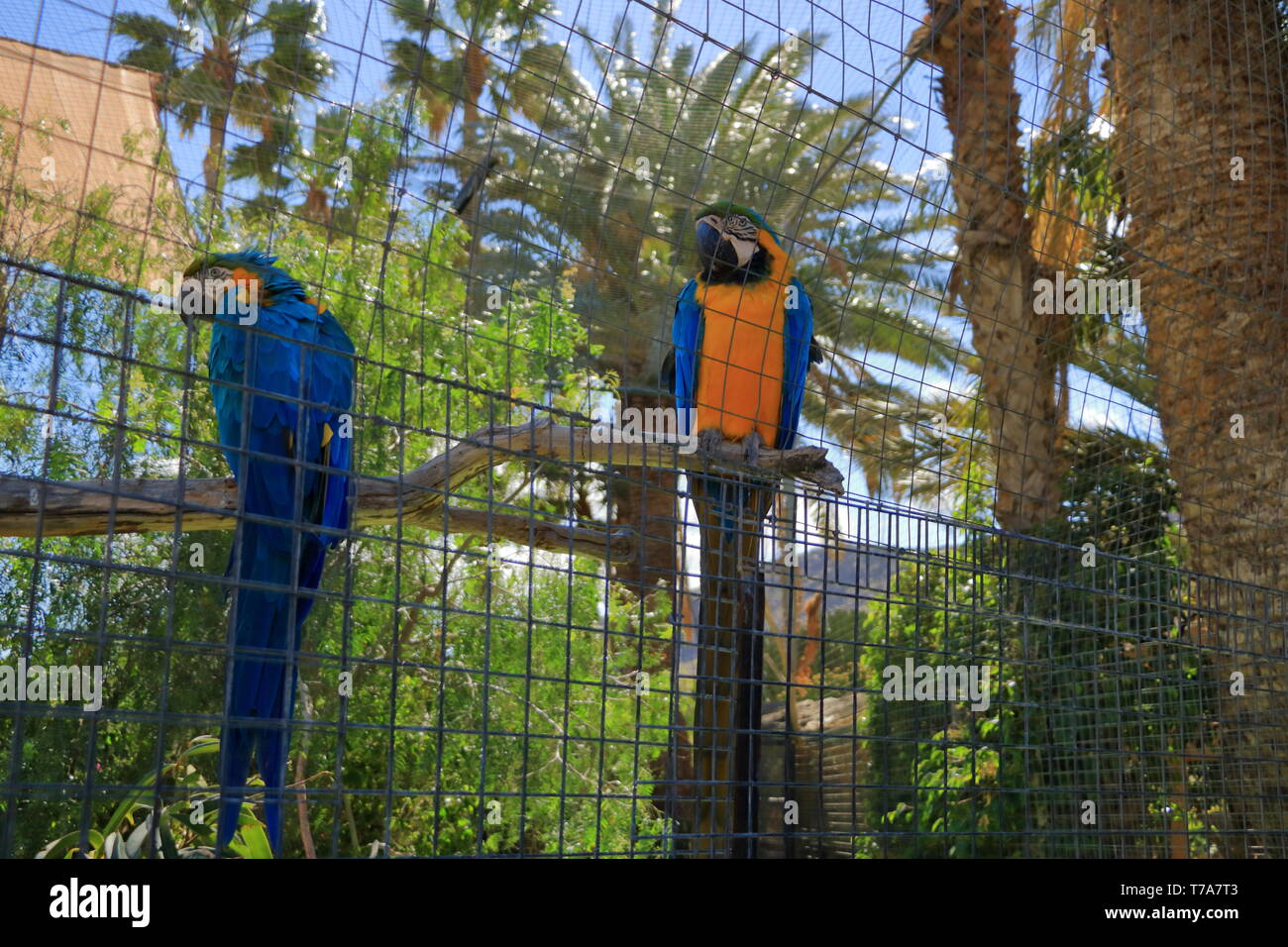 Isolated Macaw Parrot in a Cage in captivity Stock Photo - Alamy