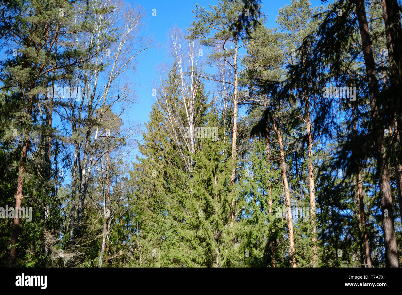 young fresh spring green spruce tree forest in sunny day with sun rays ...