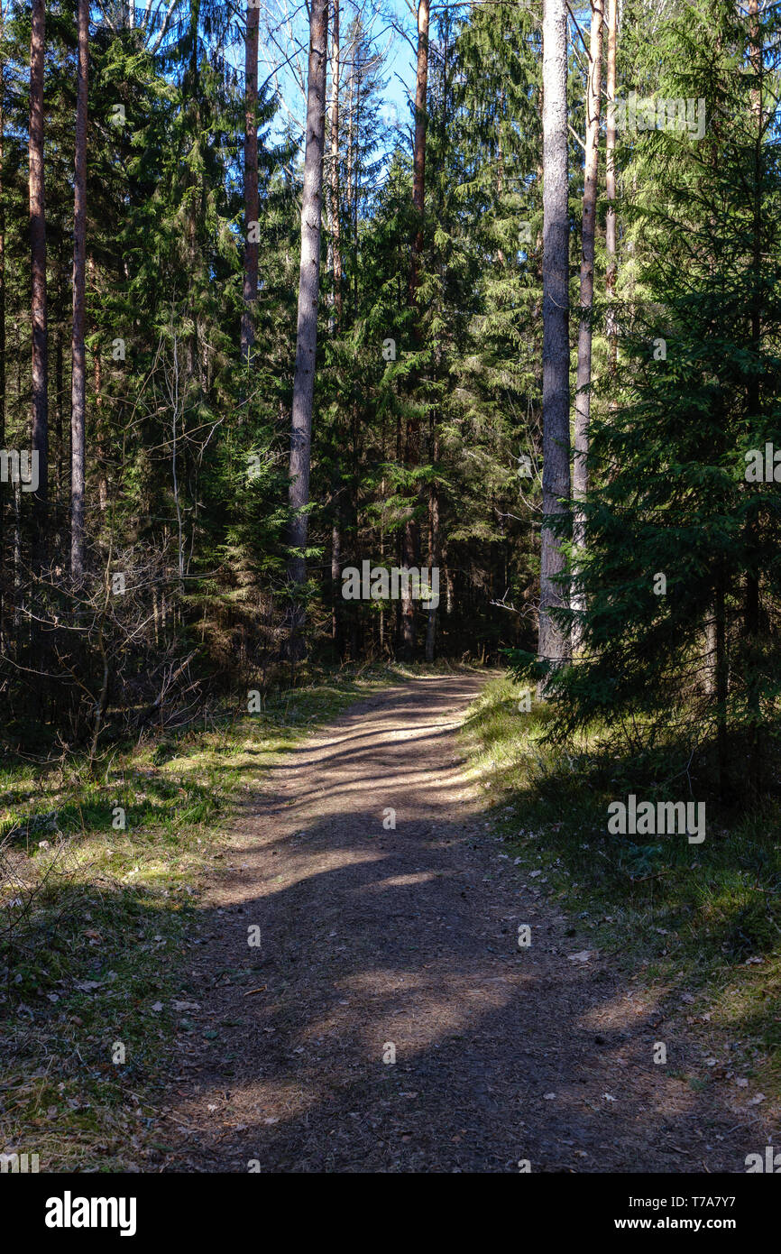 empty gravel dust road in forest with sun rays and shadows. early ...