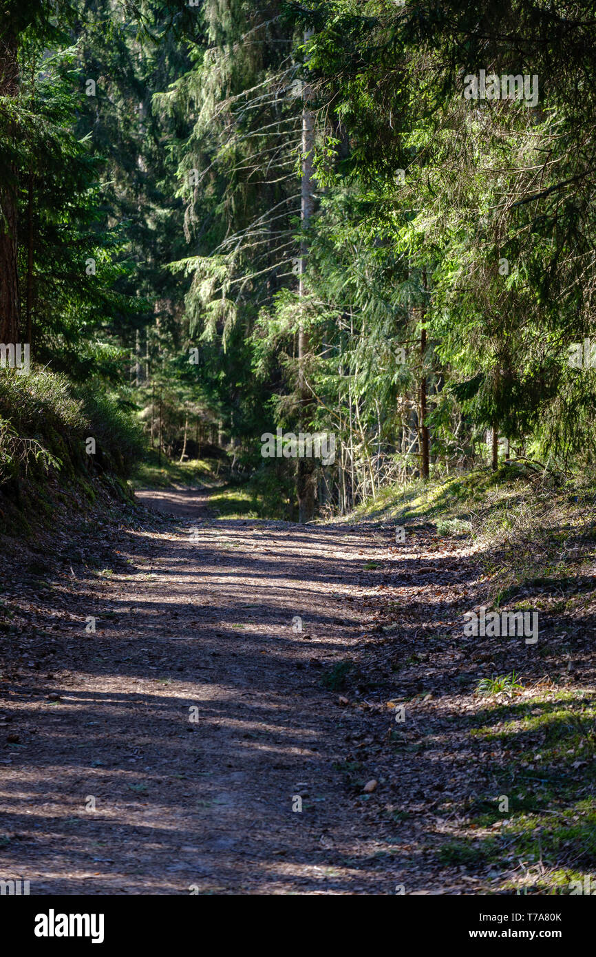 empty gravel dust road in forest with sun rays and shadows. early ...