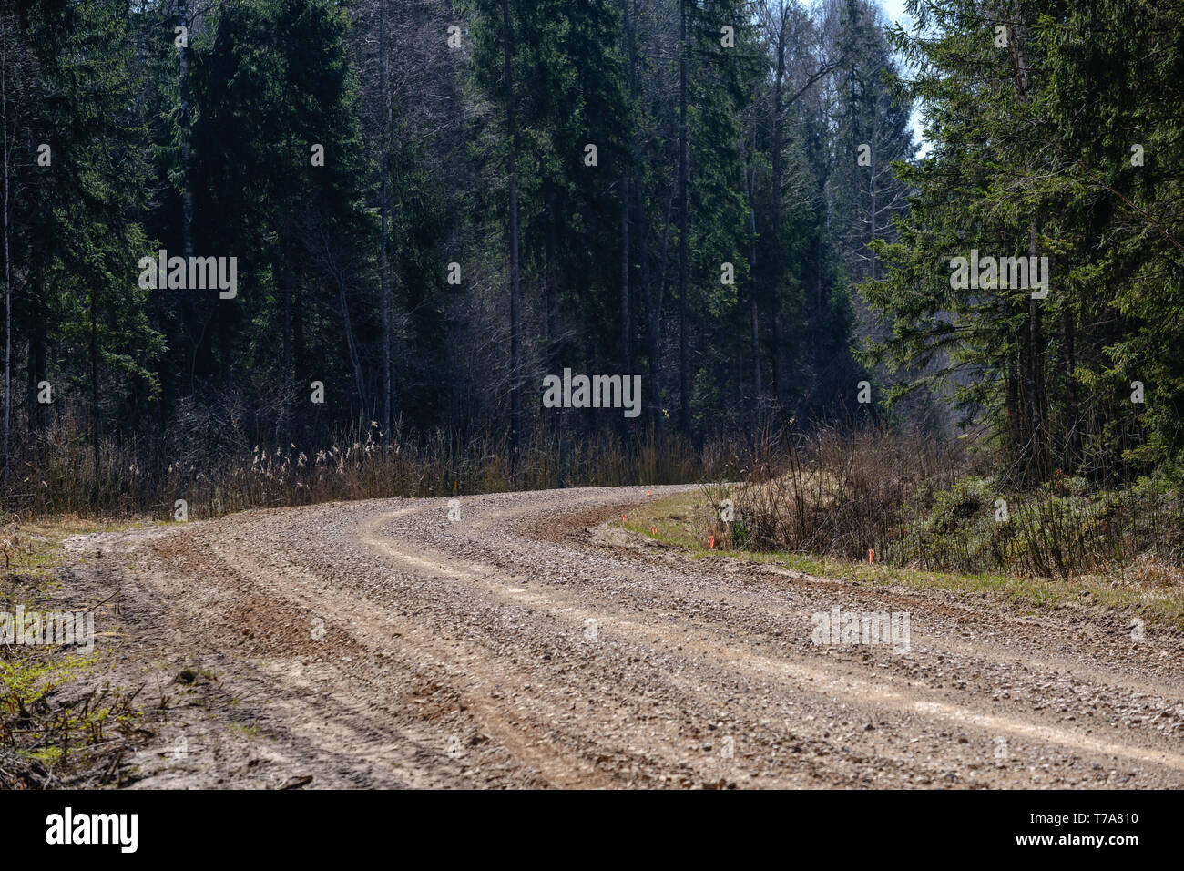 empty gravel dust road in forest with sun rays and shadows. early ...