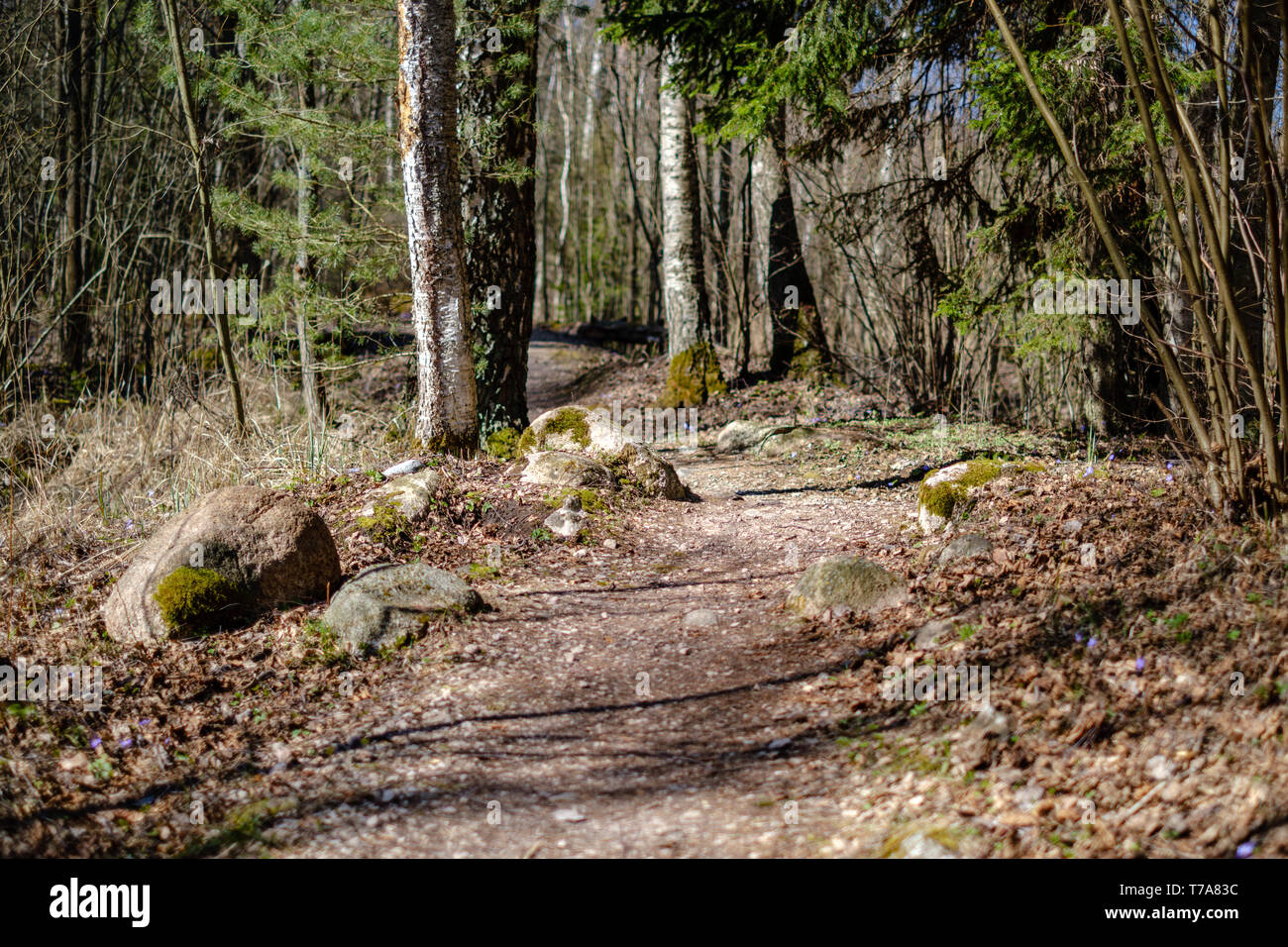 empty gravel dust road in forest with sun rays and shadows. early ...
