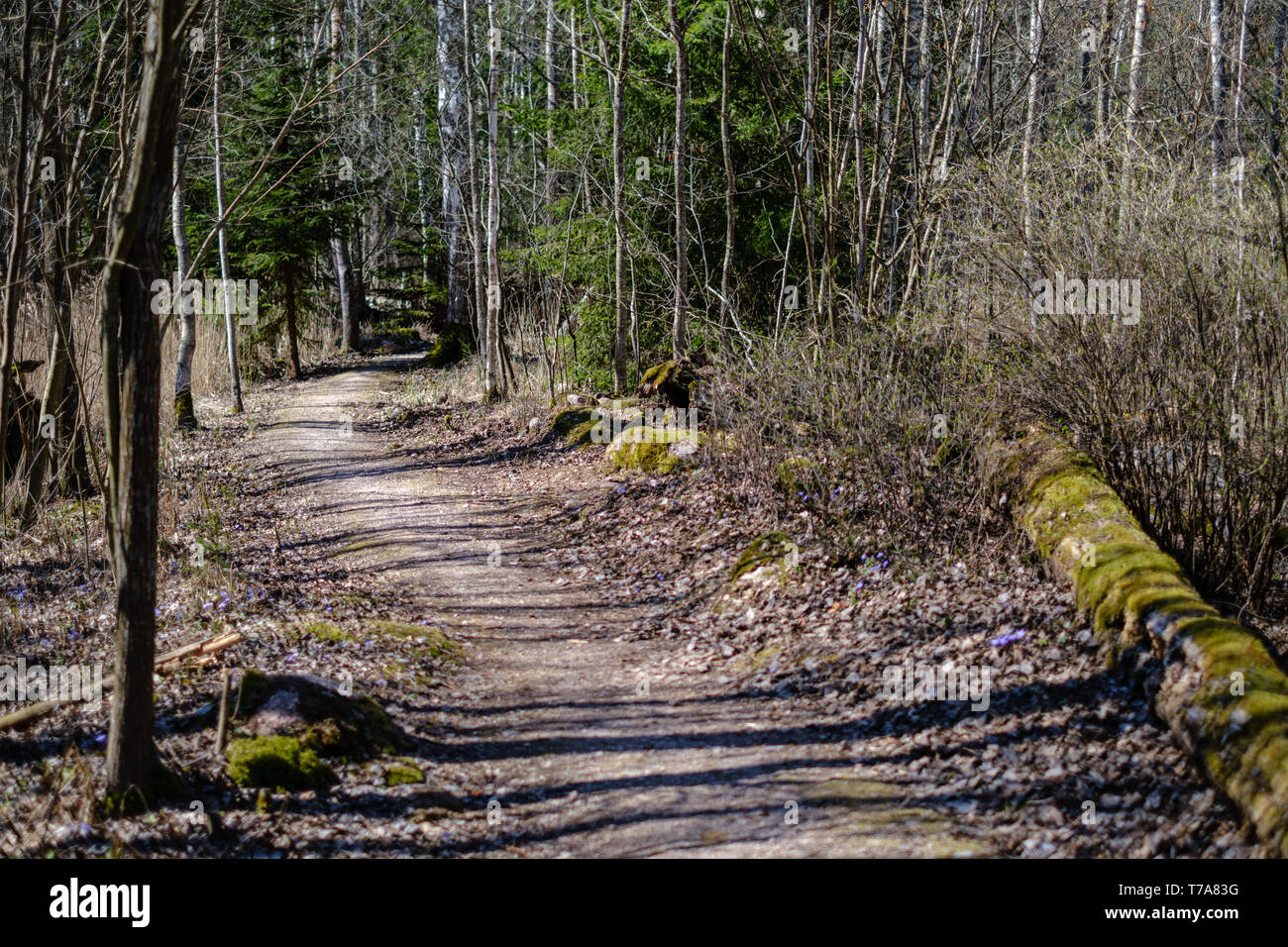 empty gravel dust road in forest with sun rays and shadows. early ...