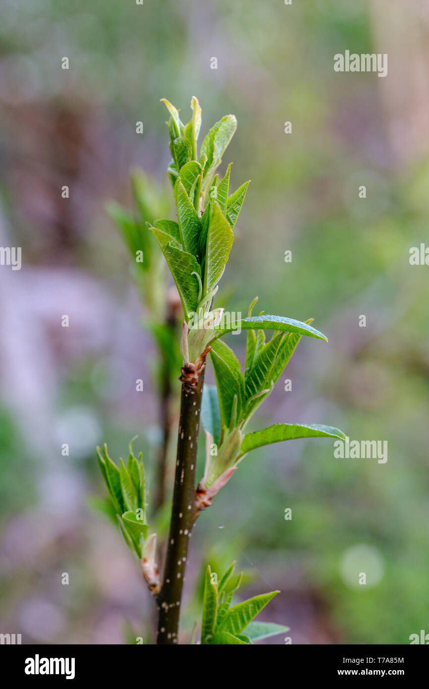 first fresh green leaves on trees in spring. foliage Stock Photo - Alamy