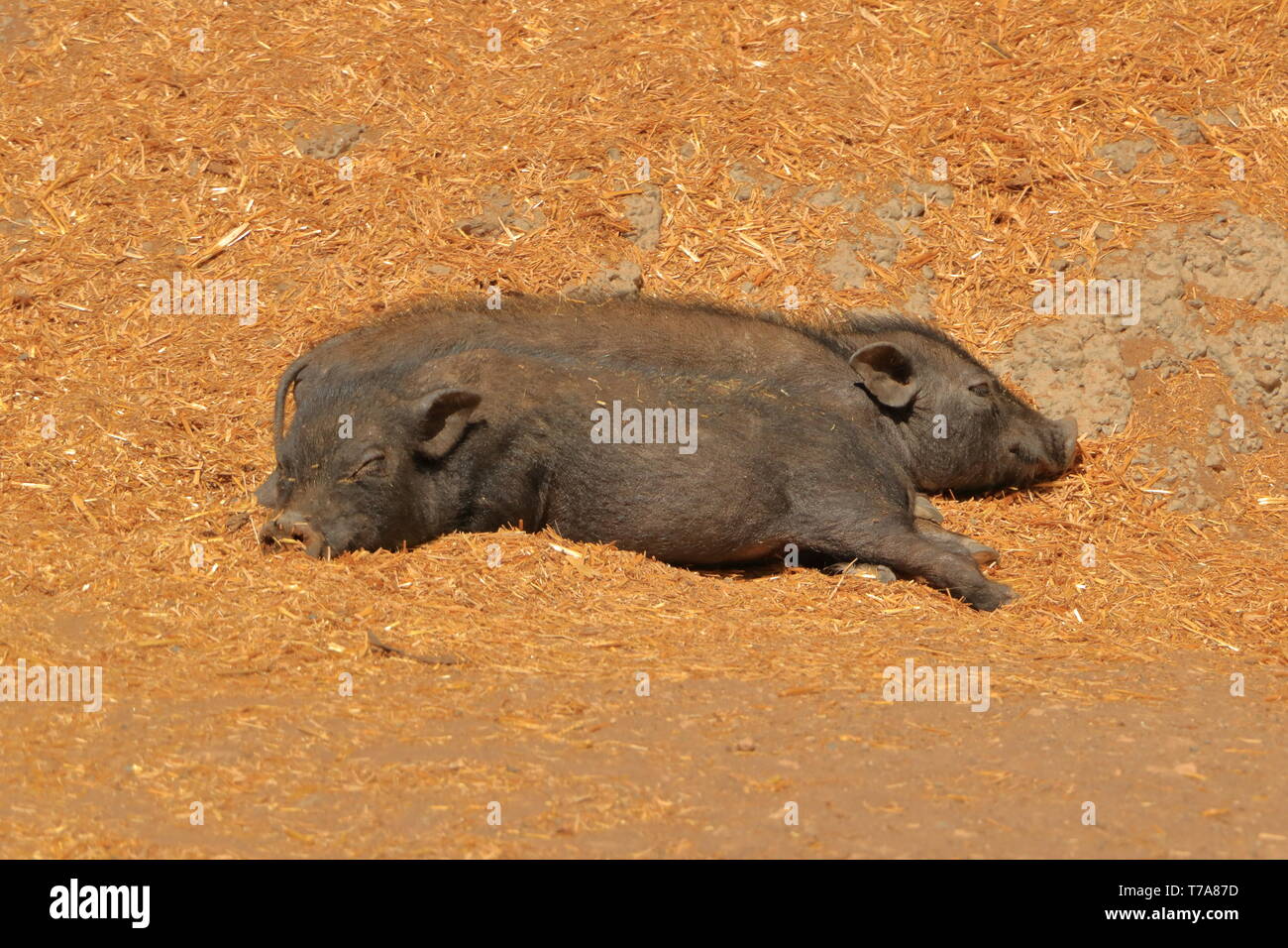 Very lazy, cute and beautiful pot-bellied pigs taking a nap Stock Photo ...