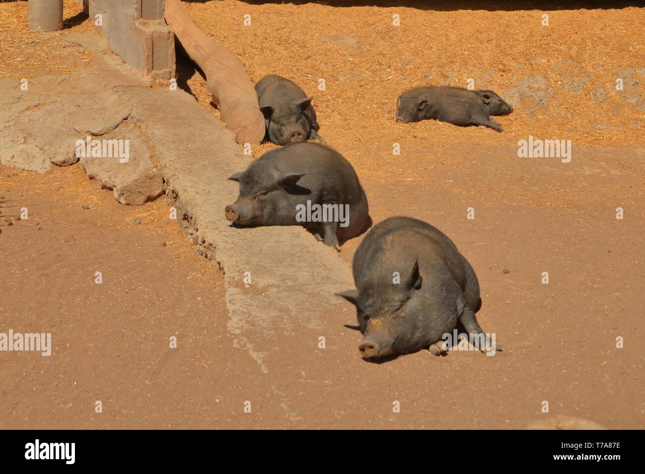 Very lazy, cute and beautiful pot-bellied pigs taking a nap Stock Photo ...