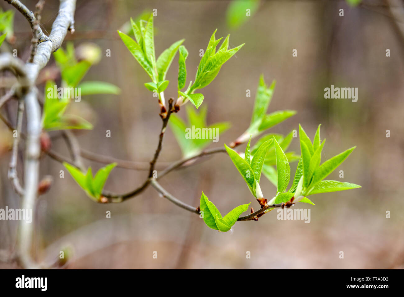 first fresh green leaves on trees in spring. foliage Stock Photo - Alamy