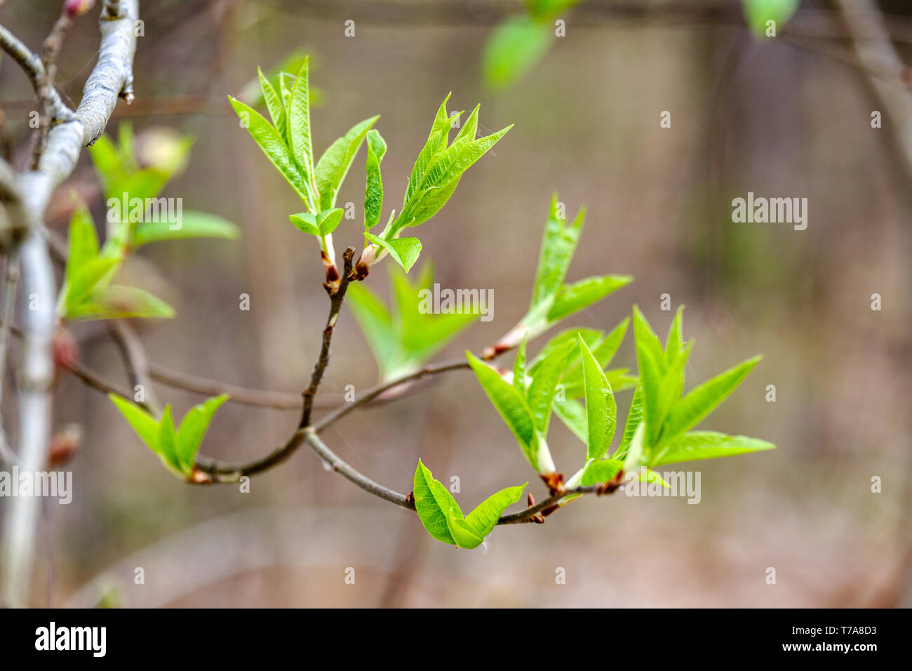 first fresh green leaves on trees in spring. foliage Stock Photo - Alamy