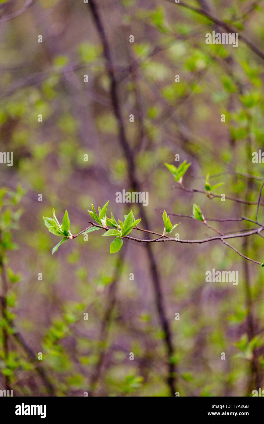 first fresh green leaves on trees in spring. foliage Stock Photo - Alamy