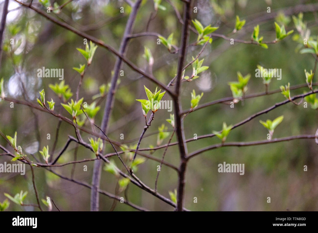 first fresh green leaves on trees in spring. foliage Stock Photo - Alamy