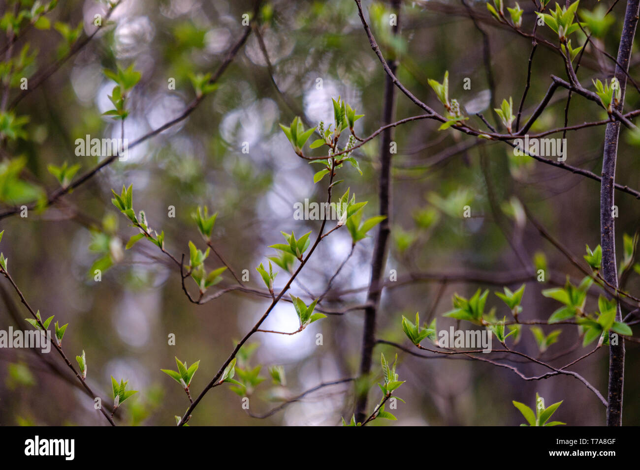 first fresh green leaves on trees in spring. foliage Stock Photo - Alamy