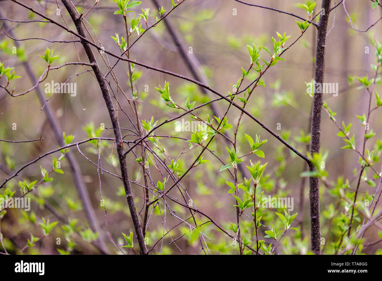 first fresh green leaves on trees in spring. foliage Stock Photo - Alamy