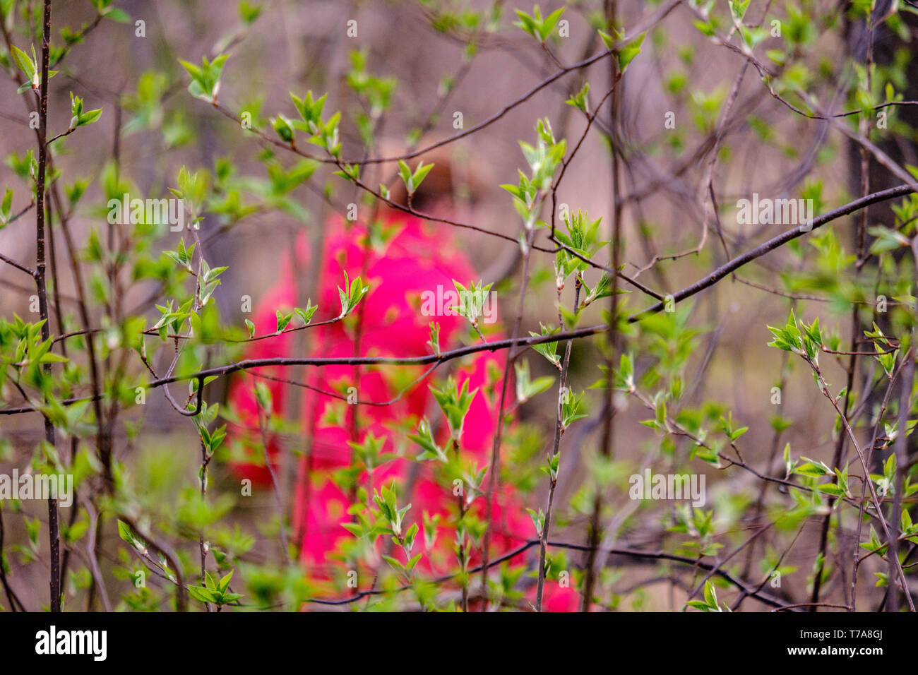 first fresh green leaves on trees in spring. foliage Stock Photo - Alamy